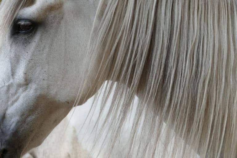 Tout savoir sur les bijoux en crin de cheval