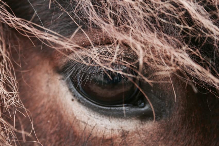 Tout savoir sur les bijoux en crin de cheval